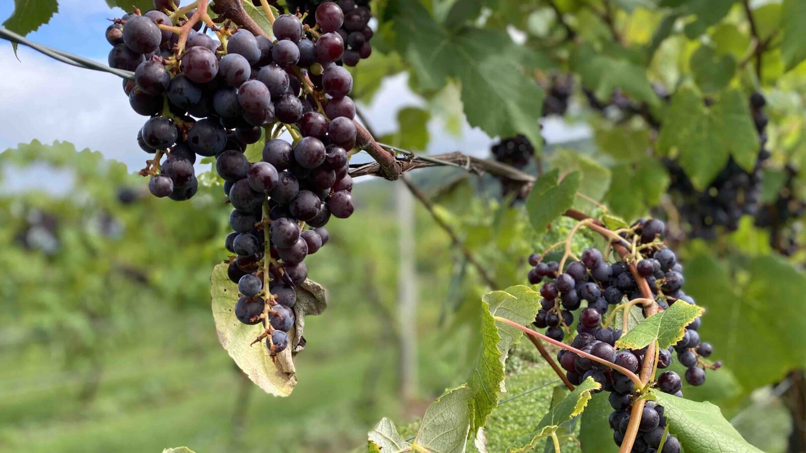 Enjoy a Nova Scotia Wine Tour in the Gaspereau Valley